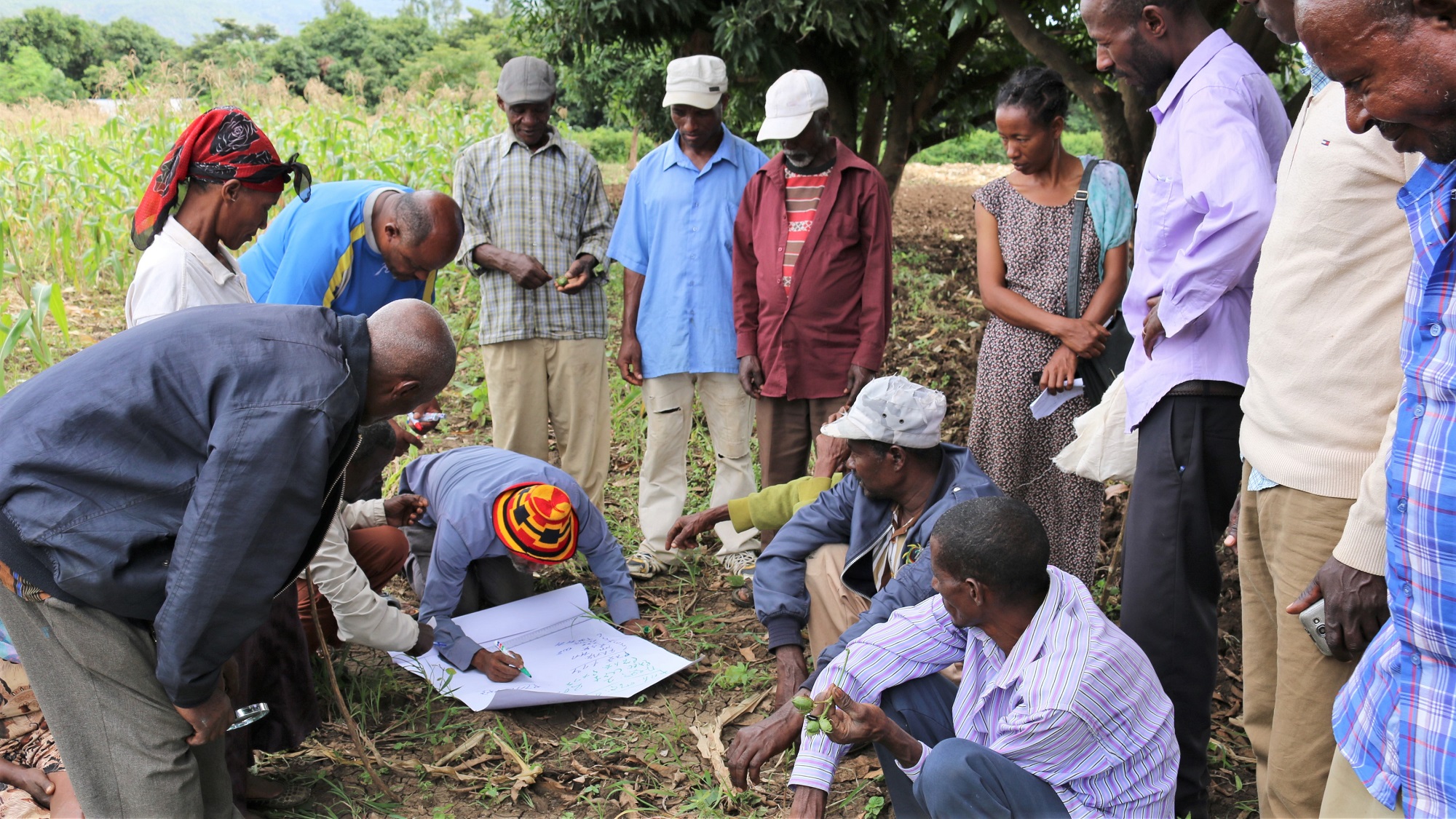 Farmer Field Schools - Pesticide Action Network UK Farmer Field Schools - Pesticide Action Network UK